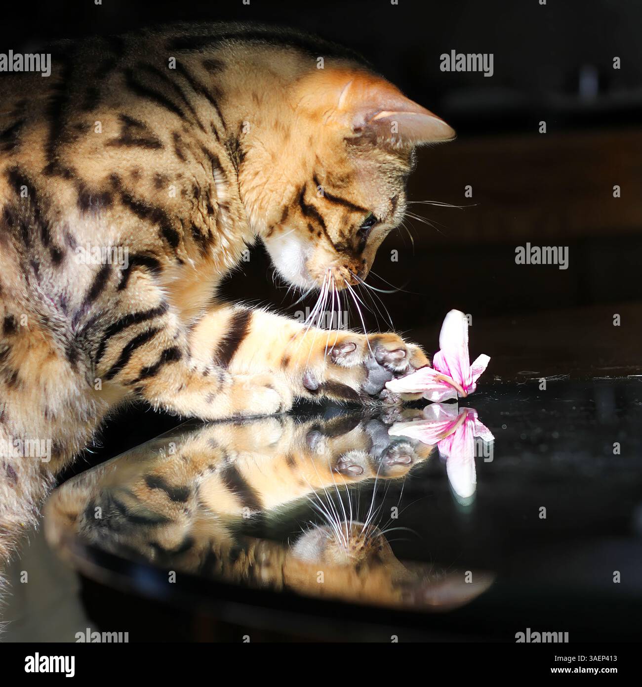 Bengal Cat Portrait: Alert Gaze - Gigapixel Stock Photo - Alamy