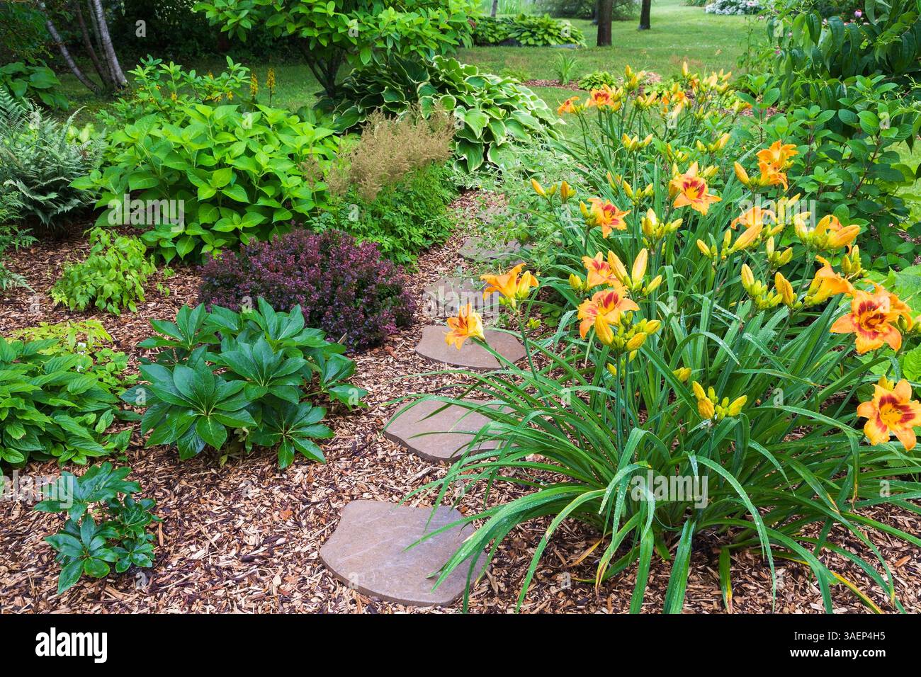 Brown flagstone path through mulch border with orange Hemerocallis ...