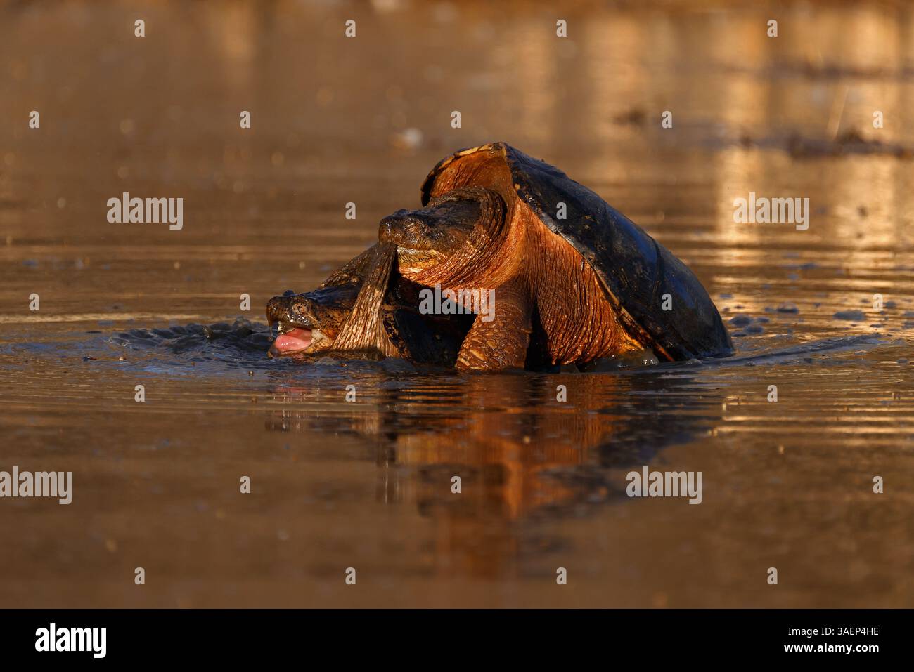 Snapping turtles, Chelydra serpentina, mating, Maryland Stock Photo - Alamy