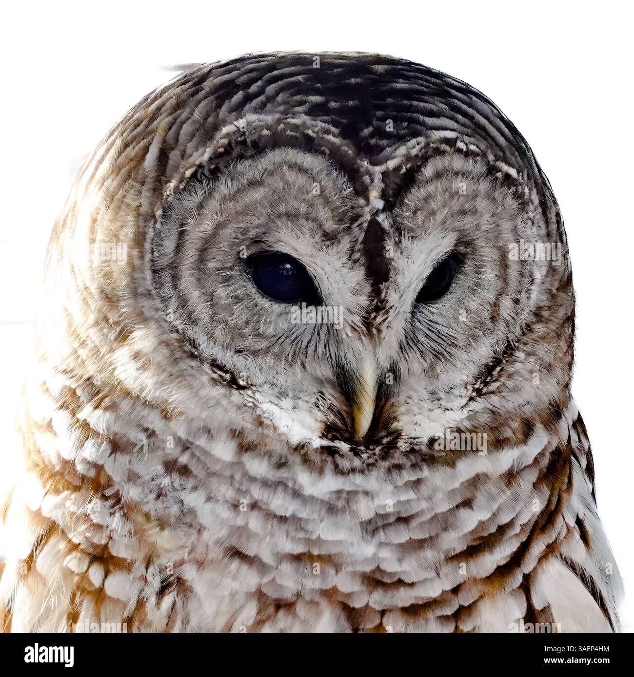 Barred Owl Portrait: Striking Gaze - Gigapixel Stock Photo - Alamy
