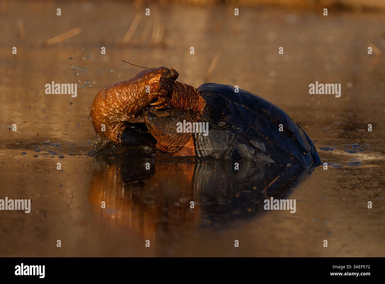 Snapping turtles, Chelydra serpentina, mating, Maryland Stock Photo - Alamy