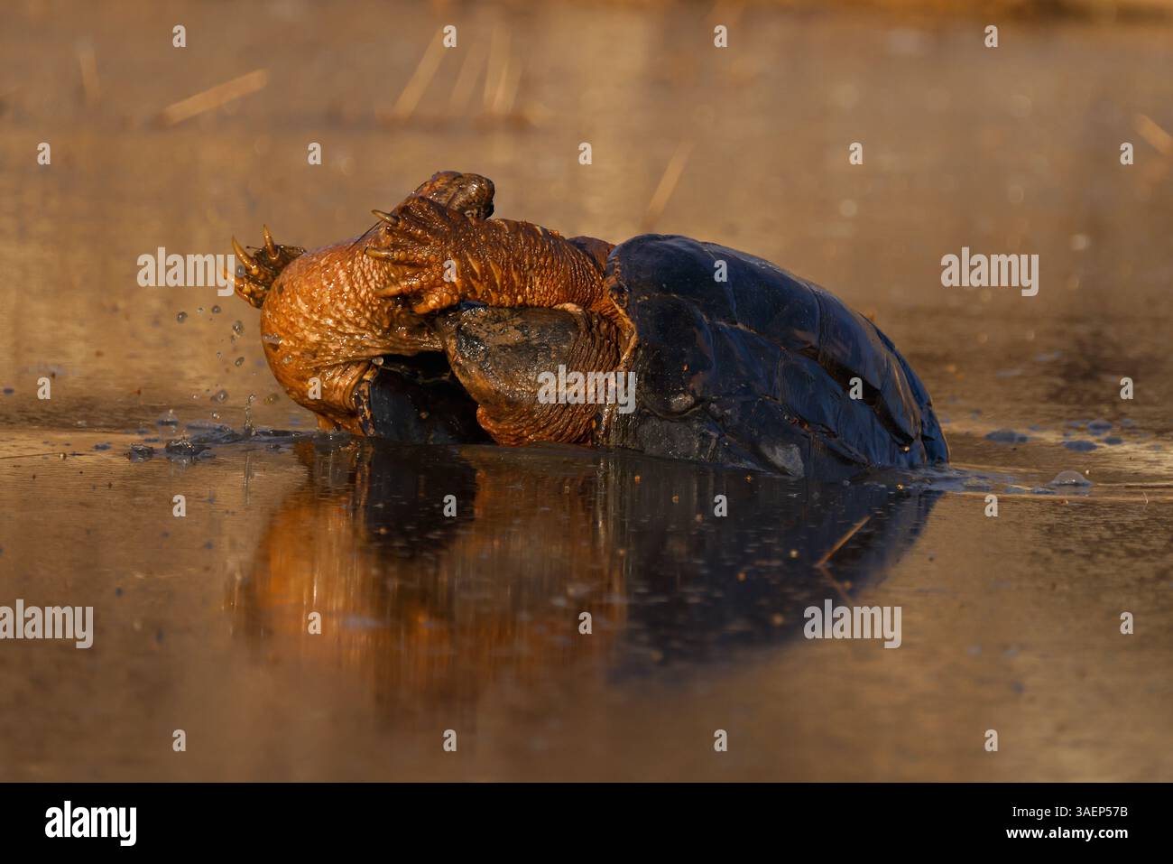 Snapping turtles, Chelydra serpentina, mating, Maryland Stock Photo - Alamy