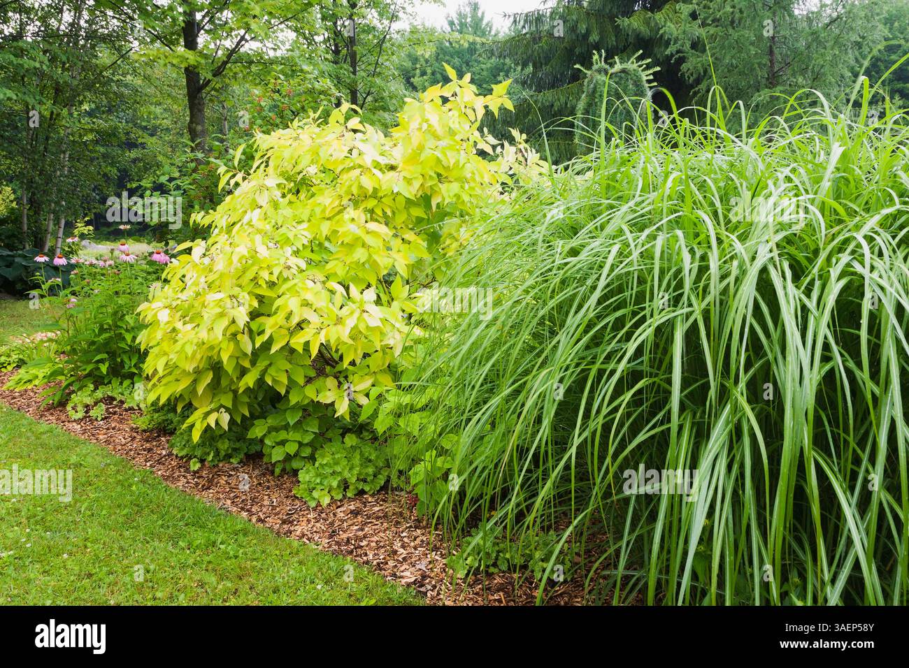 Mulch border with Miscanthus Silberfeder - Ornamental Grass plant ...