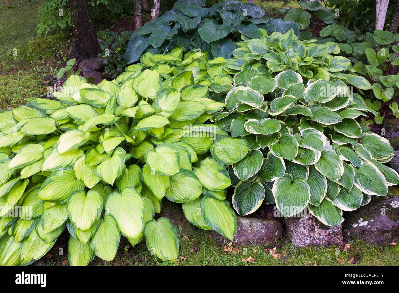 Rock edged border with Hosta plants 'Blue Angel', 'Inniswood', 'Alex ...