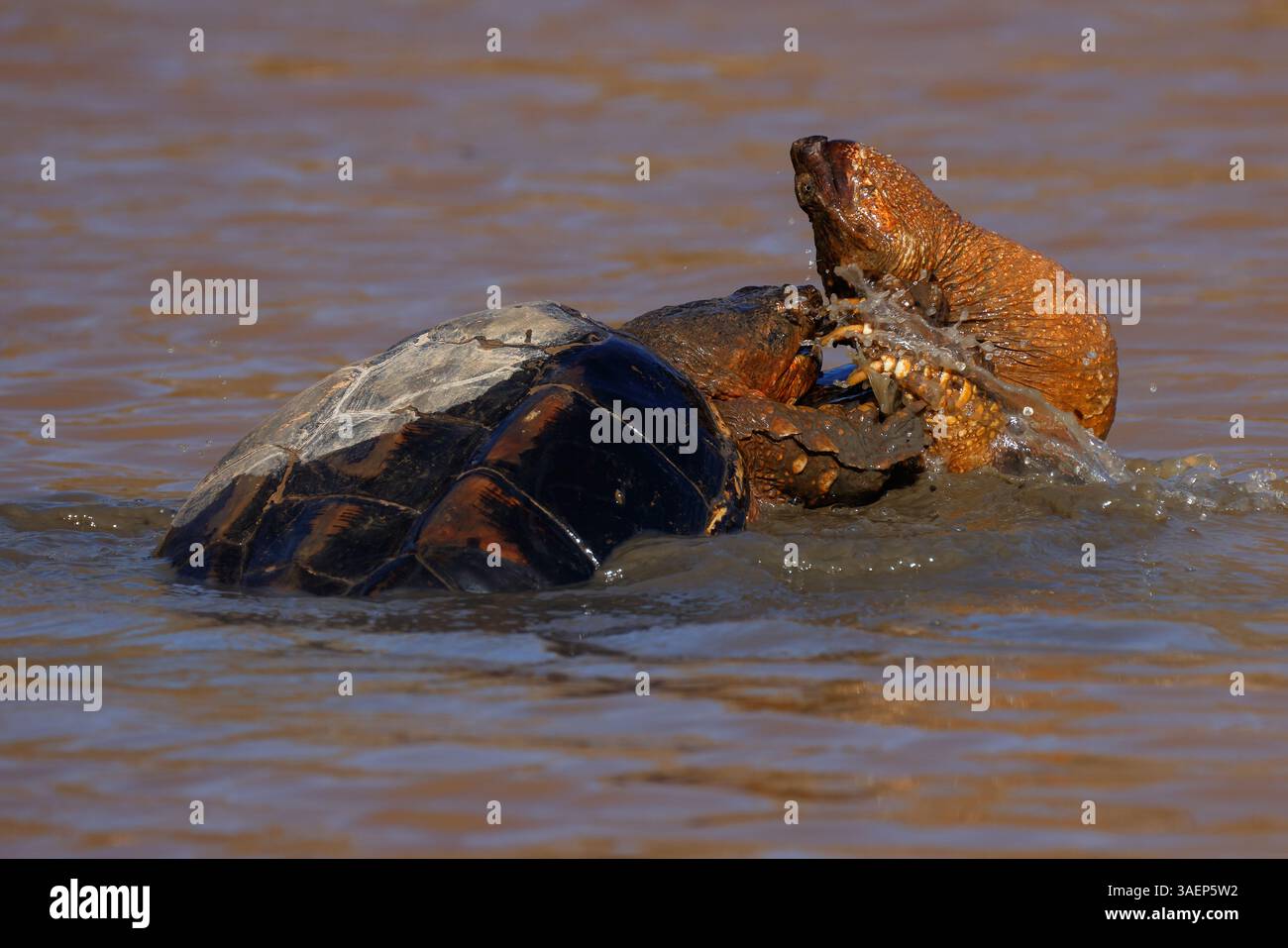 Snapping turtles, Chelydra serpentina, mating, Maryland Stock Photo - Alamy