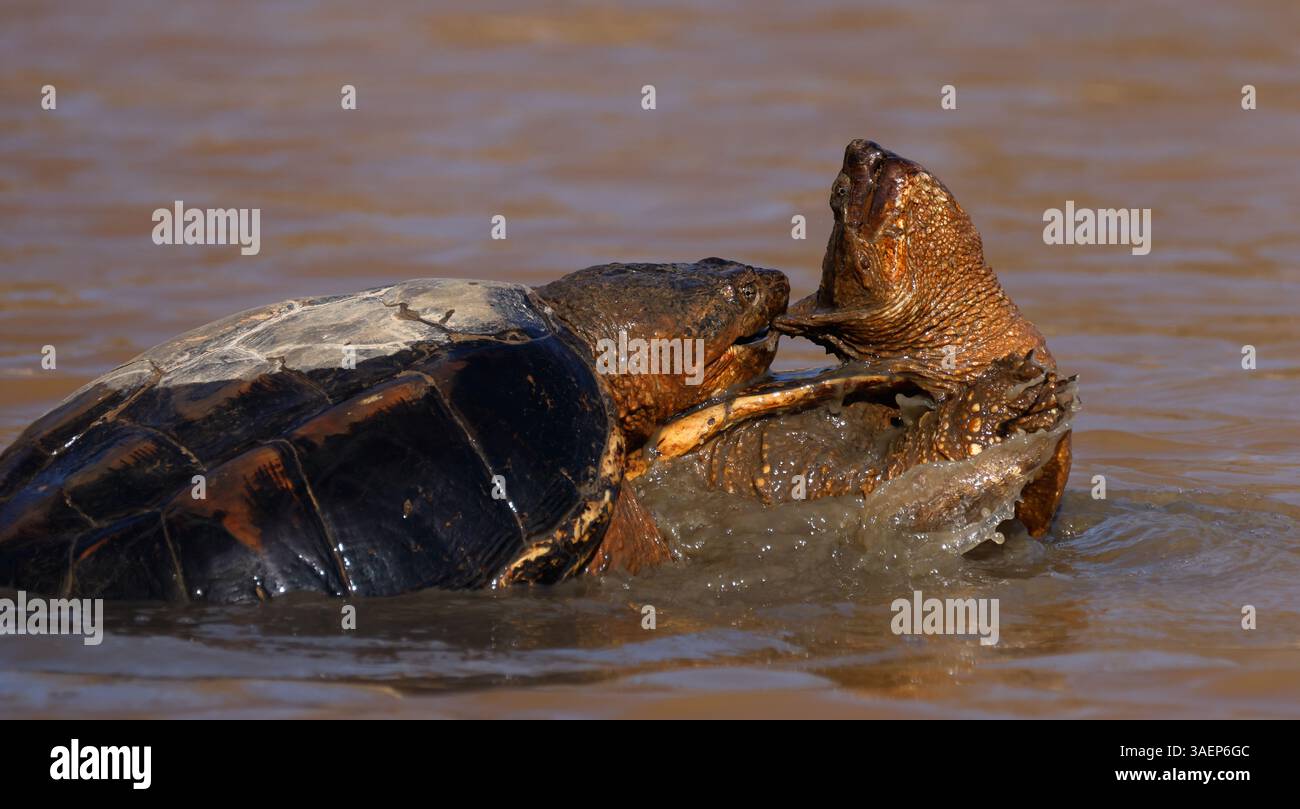 Snapping turtles, Chelydra serpentina, mating, Maryland Stock Photo - Alamy