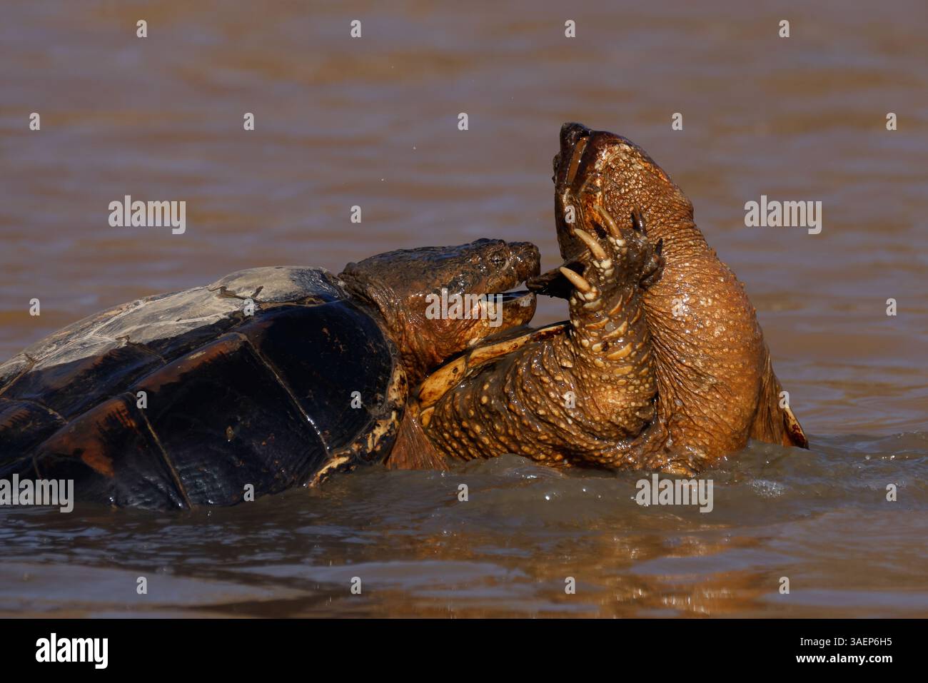 Snapping turtles, Chelydra serpentina, mating, Maryland Stock Photo - Alamy
