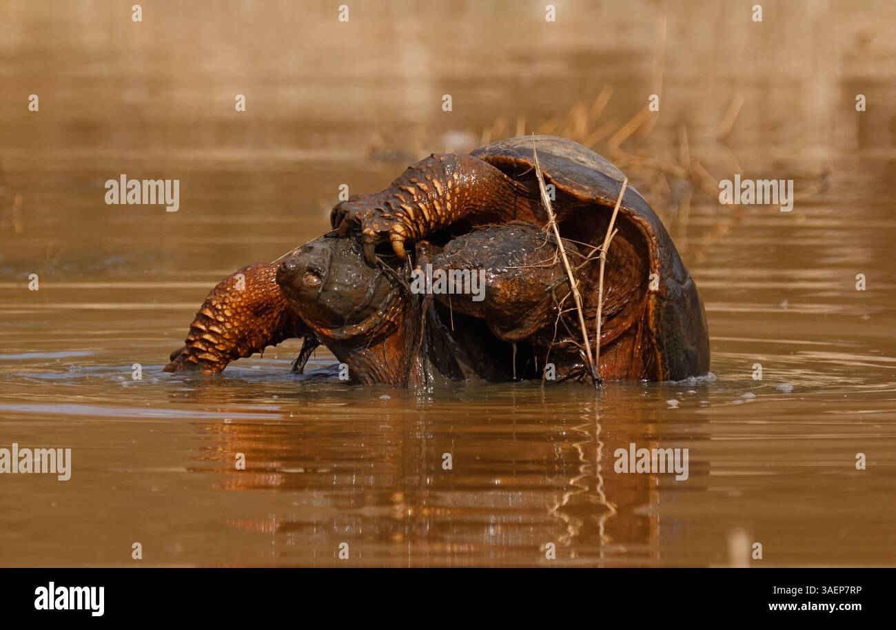 Snapping turtles, Chelydra serpentina, mating, Maryland Stock Photo - Alamy