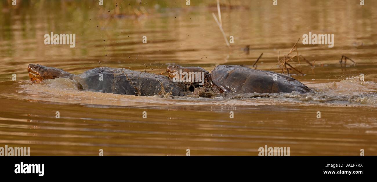 Snapping turtles, Chelydra serpentina, mating, Maryland Stock Photo - Alamy