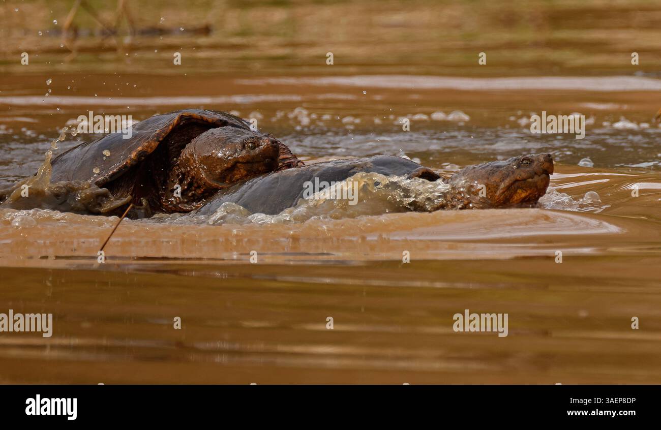 Snapping turtles, Chelydra serpentina, mating, Maryland Stock Photo - Alamy