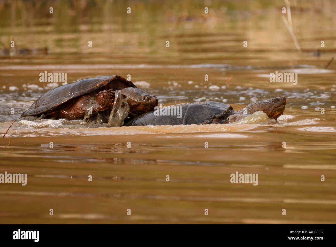Snapping turtles, Chelydra serpentina, mating, Maryland Stock Photo - Alamy