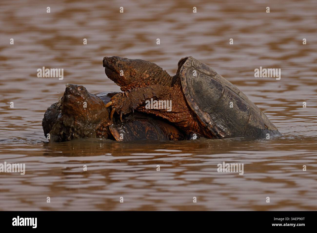 Snapping turtle mating hi-res stock photography and images - Alamy