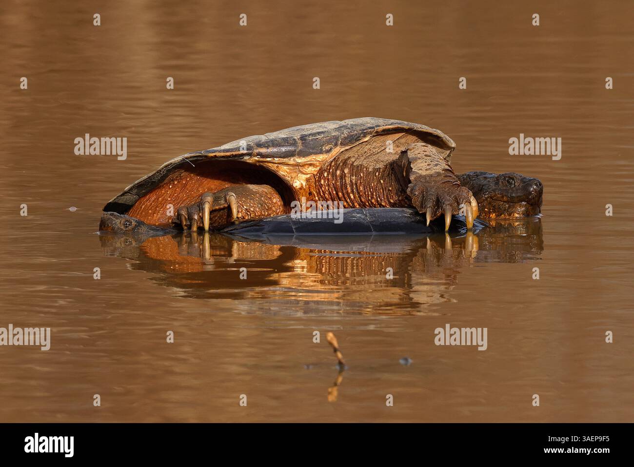Snapping turtles, Chelydra serpentina, mating, Maryland Stock Photo - Alamy