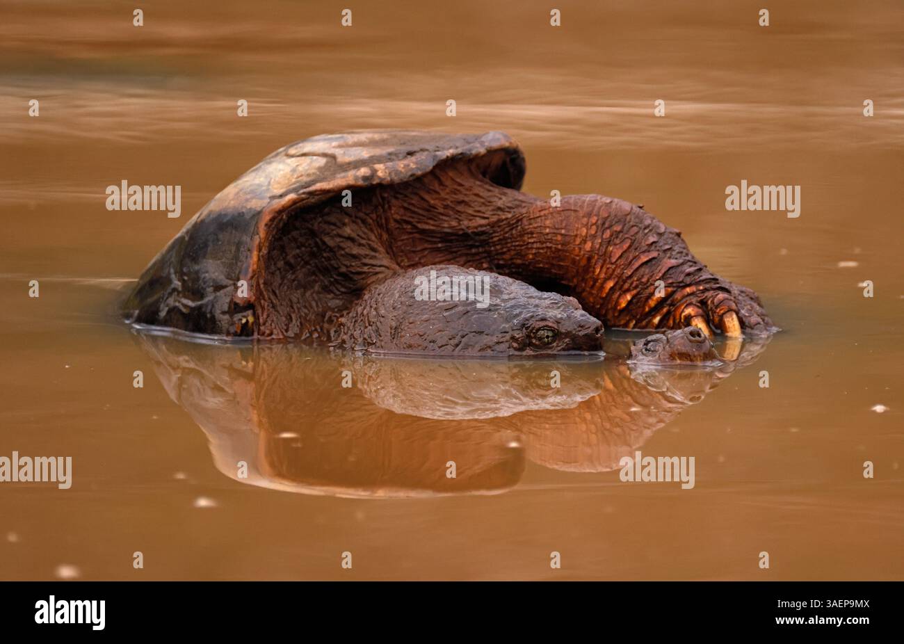 Snapping turtles, Chelydra serpentina, mating, Maryland Stock Photo - Alamy