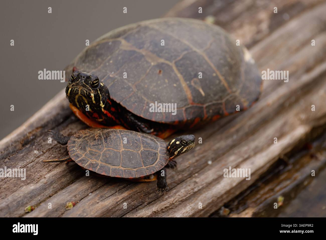 Painted turtles, Chrysemys scripta, basking on log, Maryland Stock ...