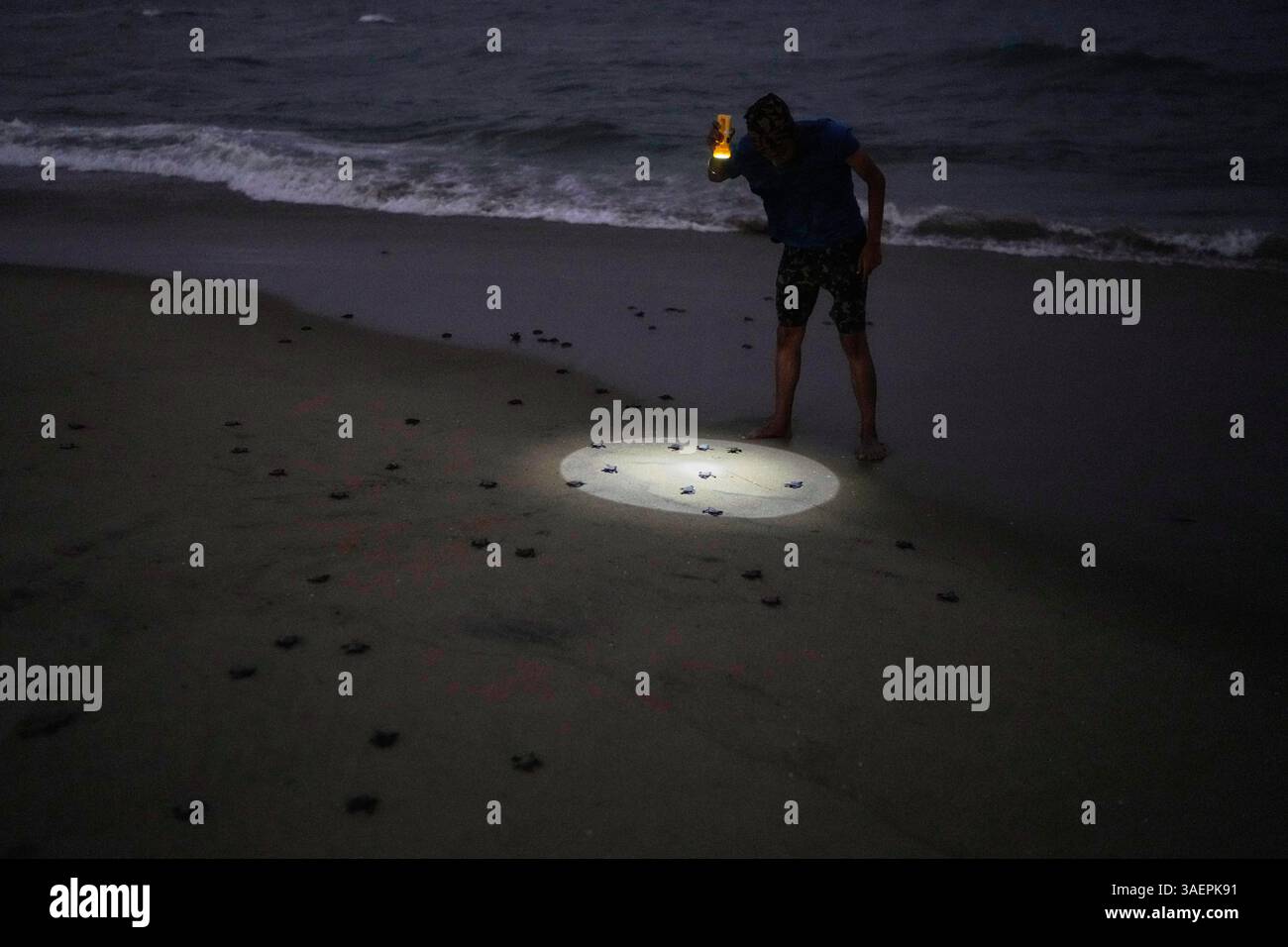 A volunteer guides endangered olive ridley turtle hatchlings toward the ...