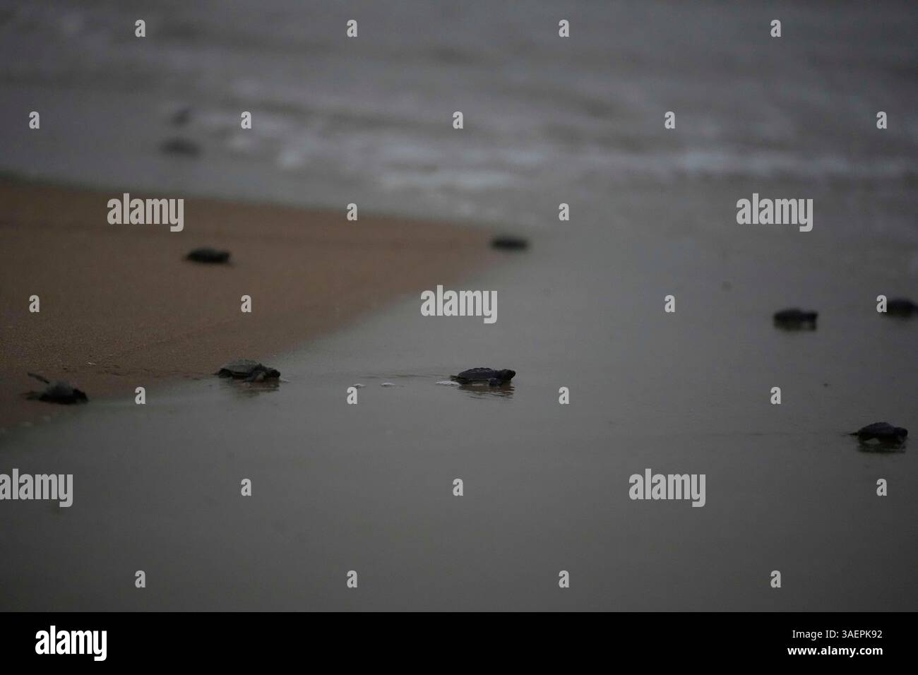Endangered olive ridley turtle hatchlings crawl into the sea after they ...