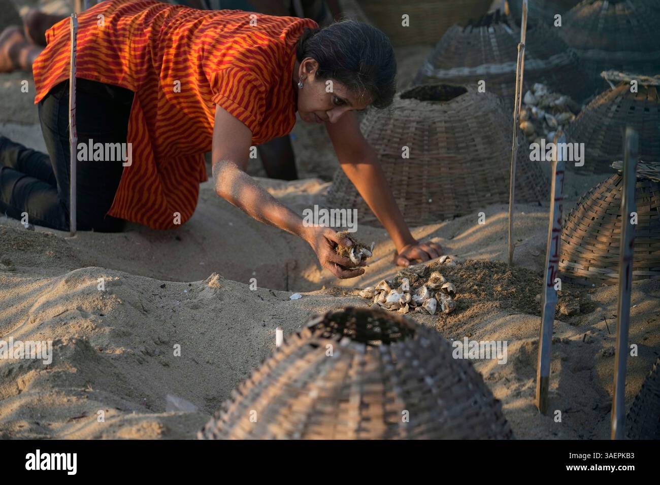 A volunteer collects broken egg shells at a hatchery for the olive ...
