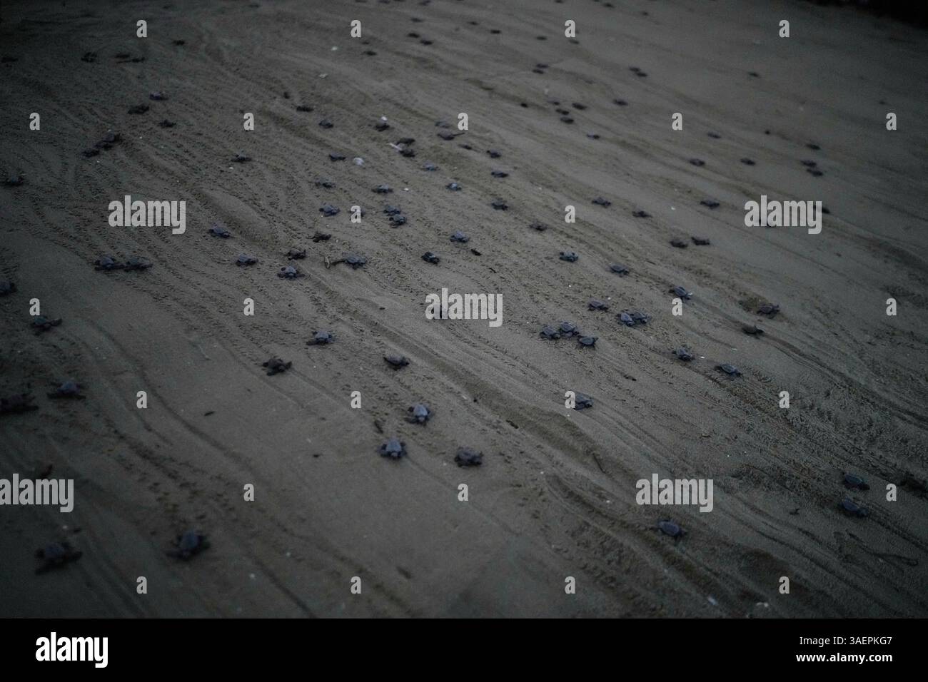 Endangered olive ridley turtle hatchlings crawl toward the sea after ...