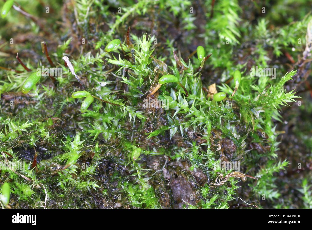 Leptodictyum riparium on rotten wood in a wetland in southwestern ...