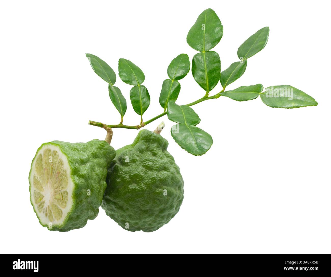 Whole cut limes fresh Cut Out Stock Images & Pictures - Alamy