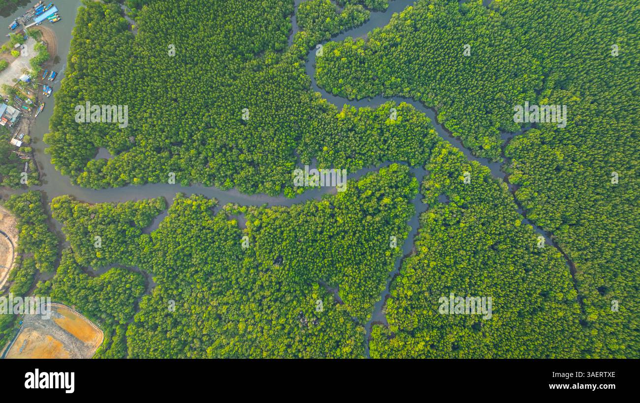 Aerial view of mangrove forest and delta river with meandering canals ...