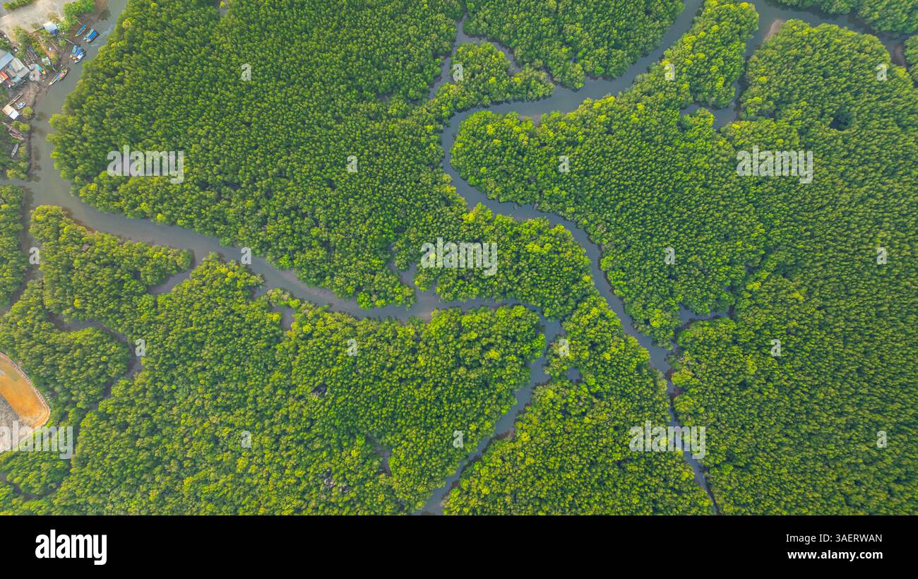 Aerial view of mangrove forest and delta river with meandering canals ...