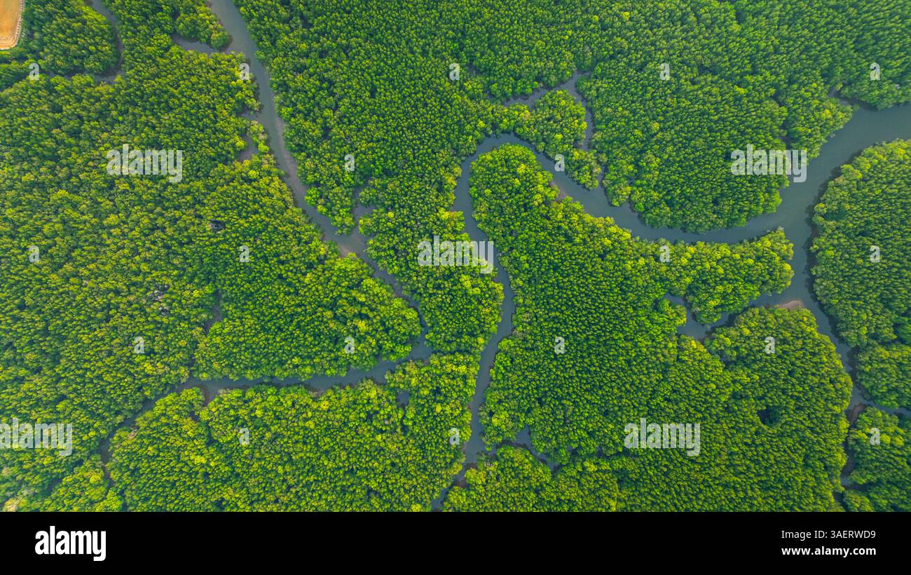 Aerial view of mangrove forest and delta river with meandering canals ...