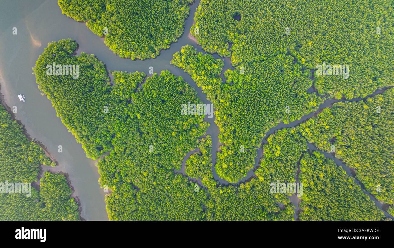 Aerial view of mangrove forest and delta river with meandering canals ...