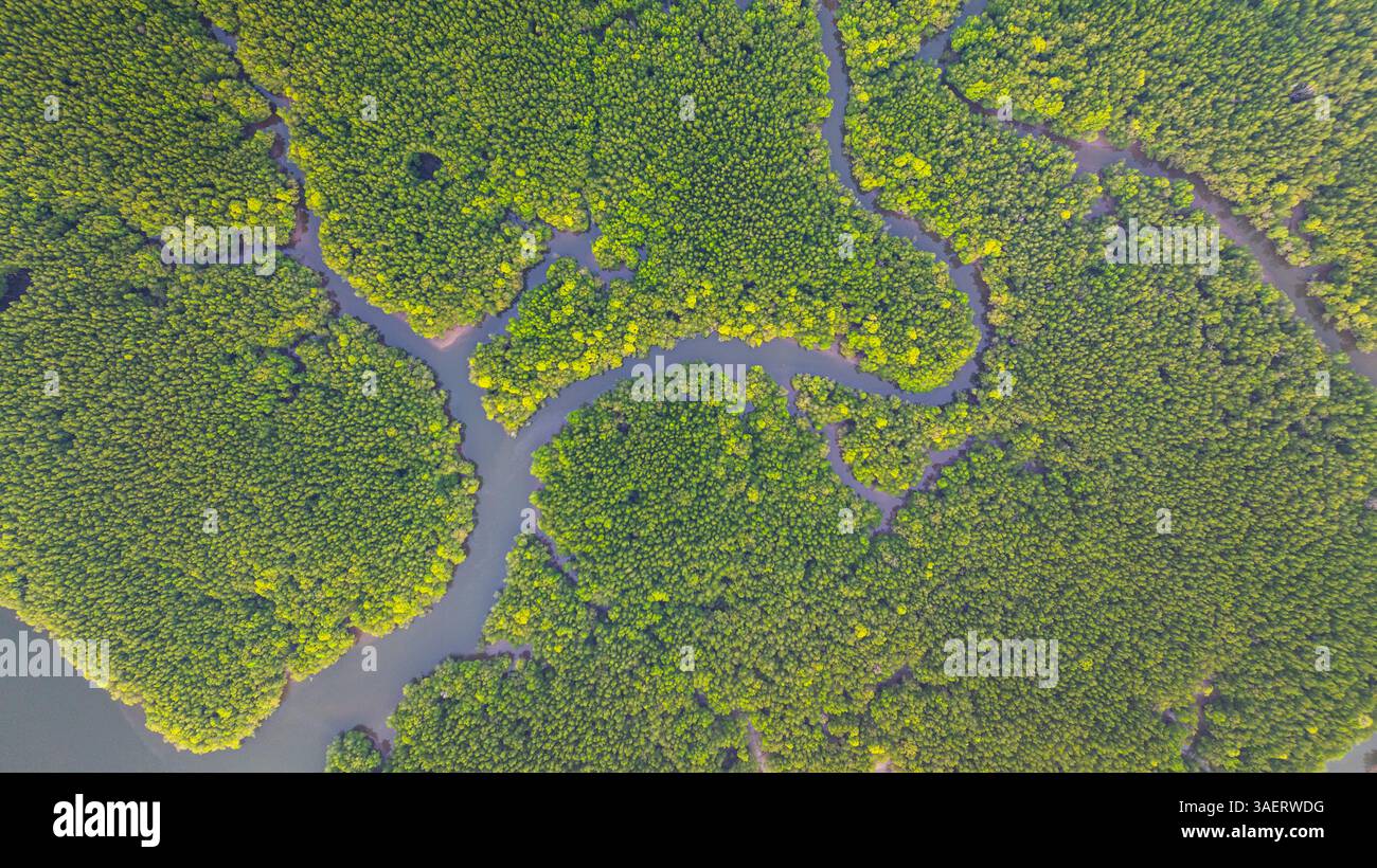 Aerial view of mangrove forest and delta river with meandering canals ...