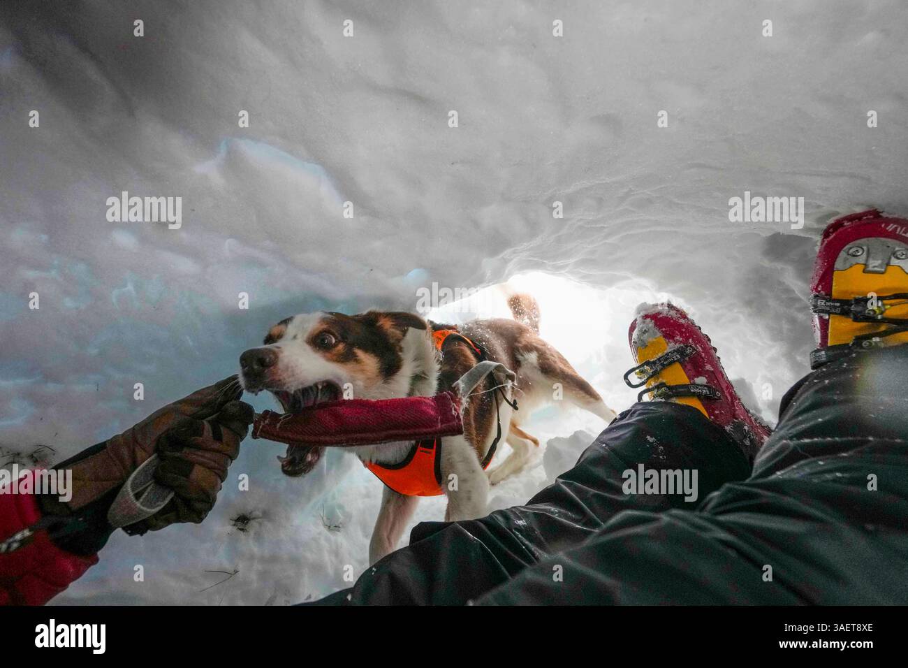 Zen, an avalanche Border Collie, attends a training with the Italian ...
