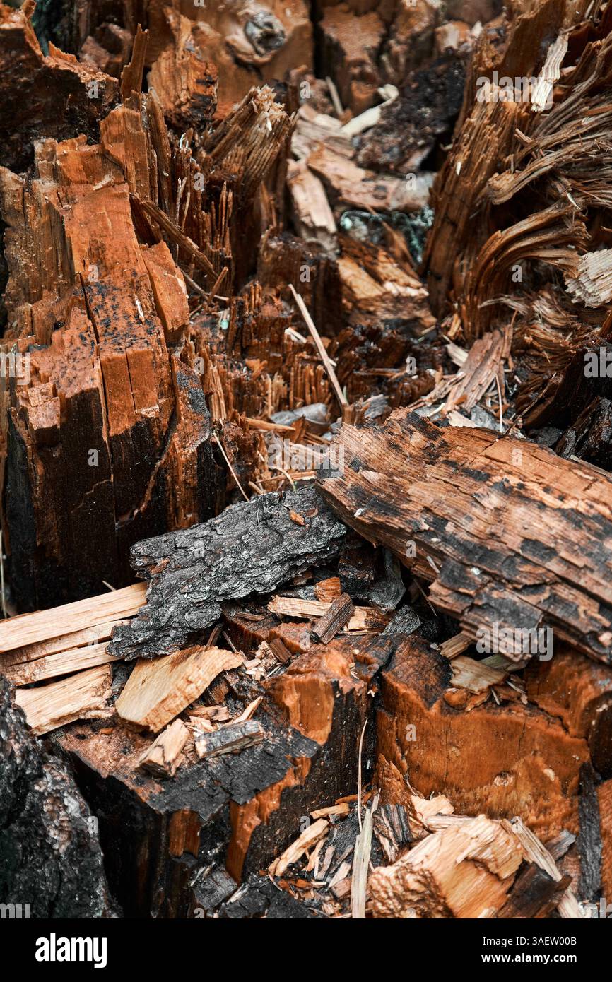 Rotten wood texture, mouldering stump, tree Stock Photo - Alamy