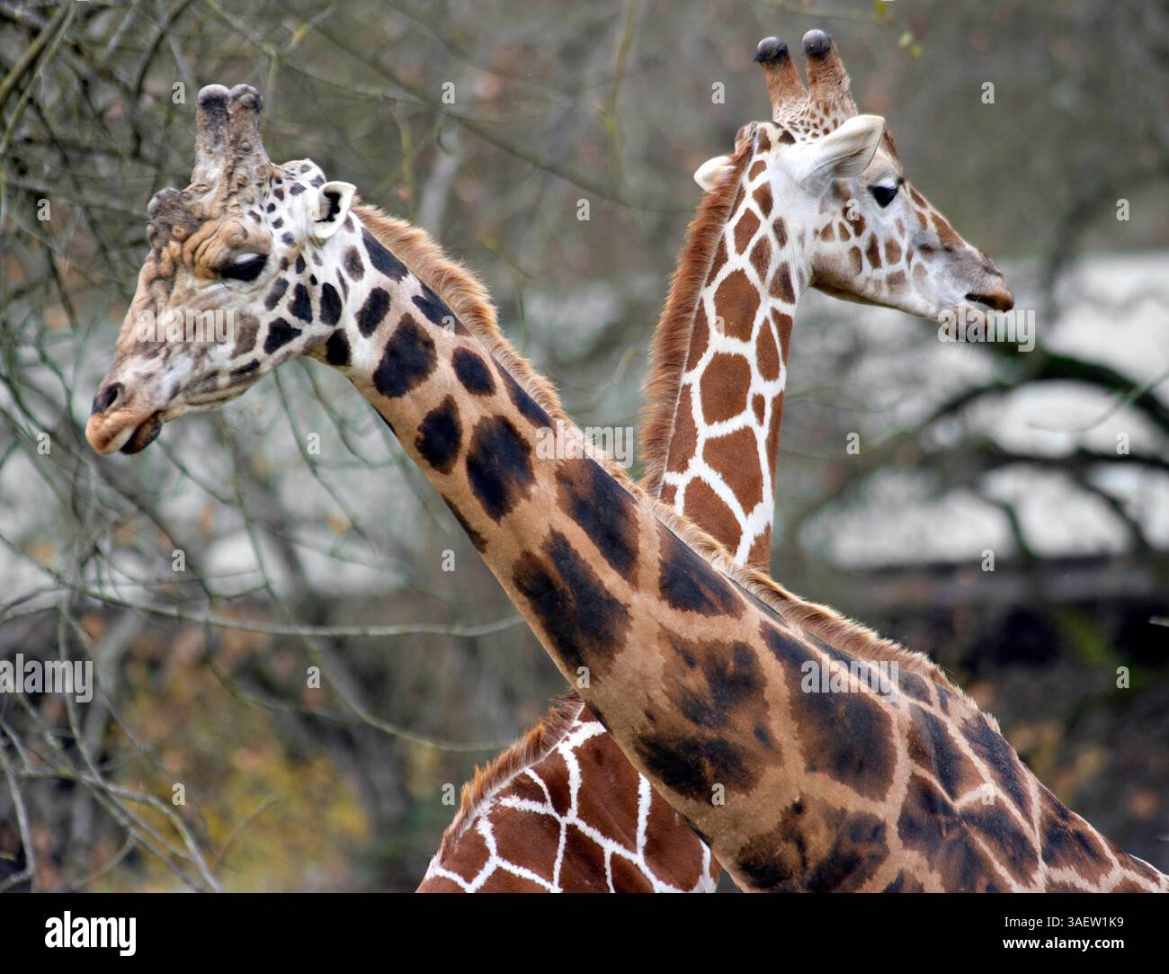 Nov. 27, 2011 - Winston, Oregon, U.S - Two giraffes walk free at the ...
