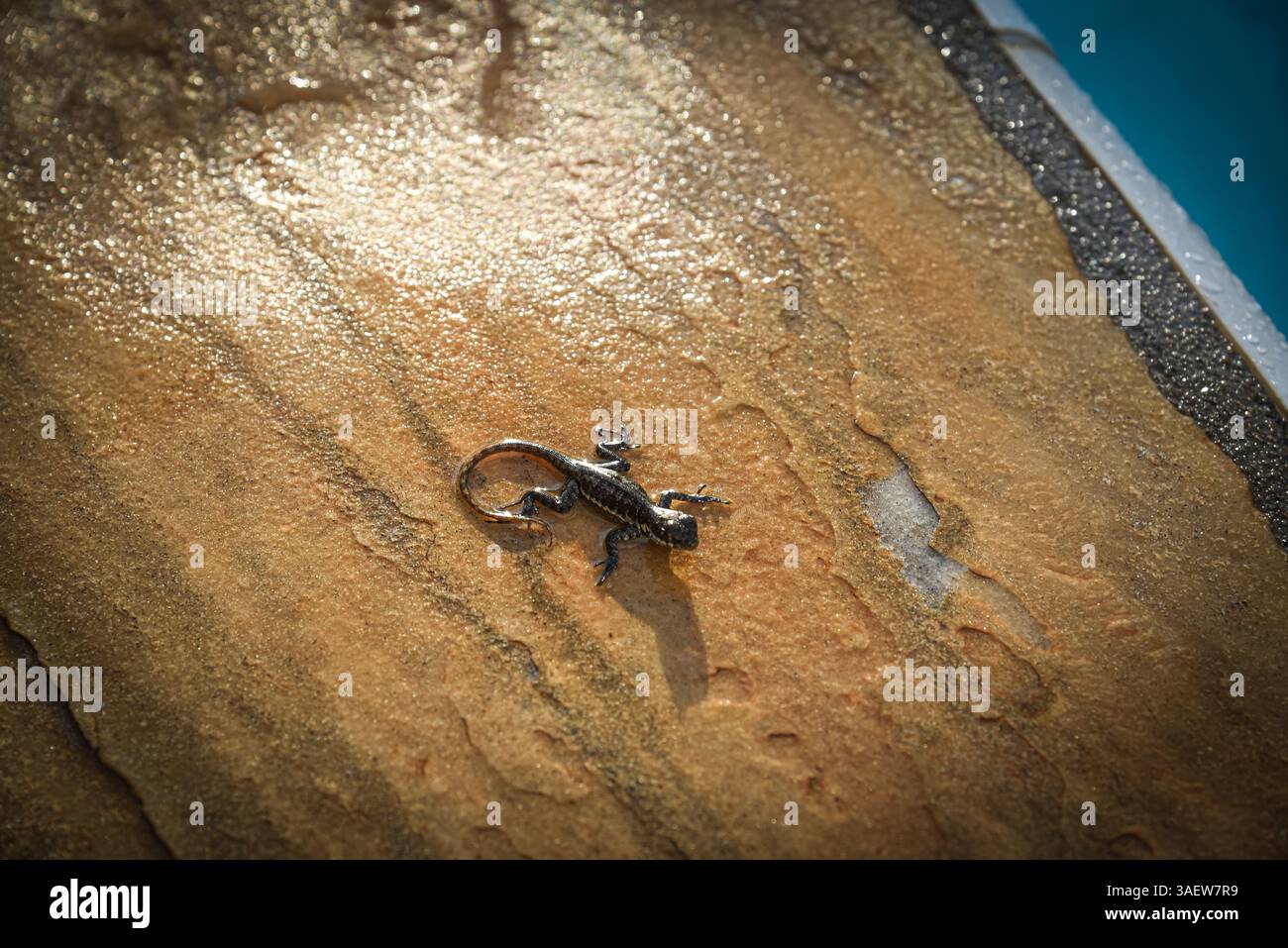 Small Lizard on Wet Stone Surface by Pool Stock Photo - Alamy