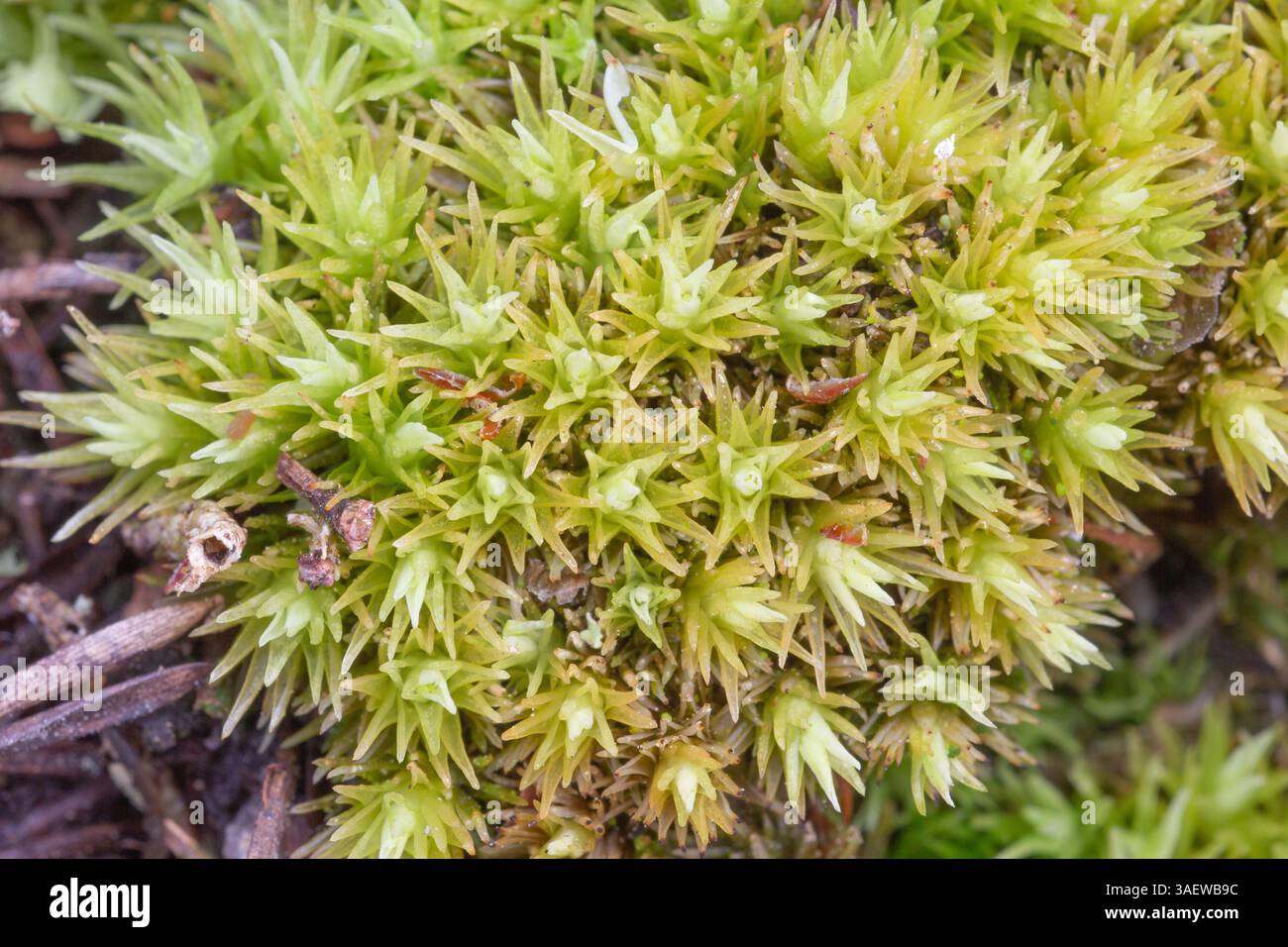 Leucobryum glaucum in southwestern Finland Stock Photo - Alamy
