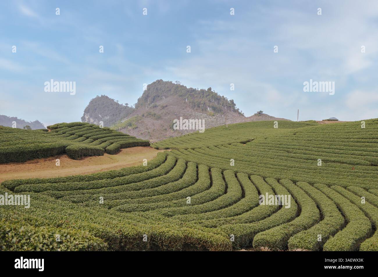 Vietnam, Moc Chau, Tea Farm Stock Photo - Alamy