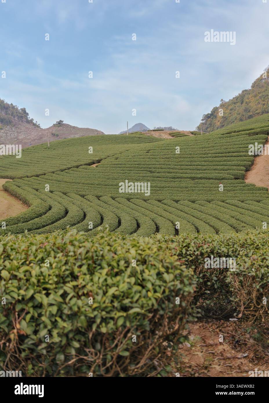 Vietnam, Moc Chau, Tea Farm Stock Photo - Alamy