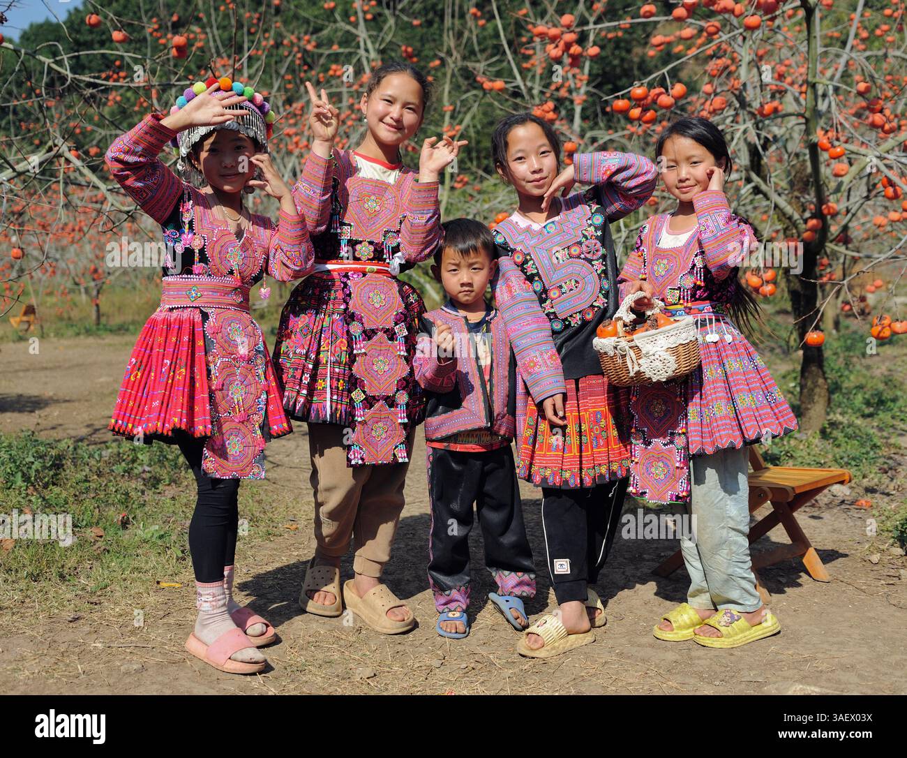 Persimmon farm in Moc Chau Vietnam Stock Photo - Alamy