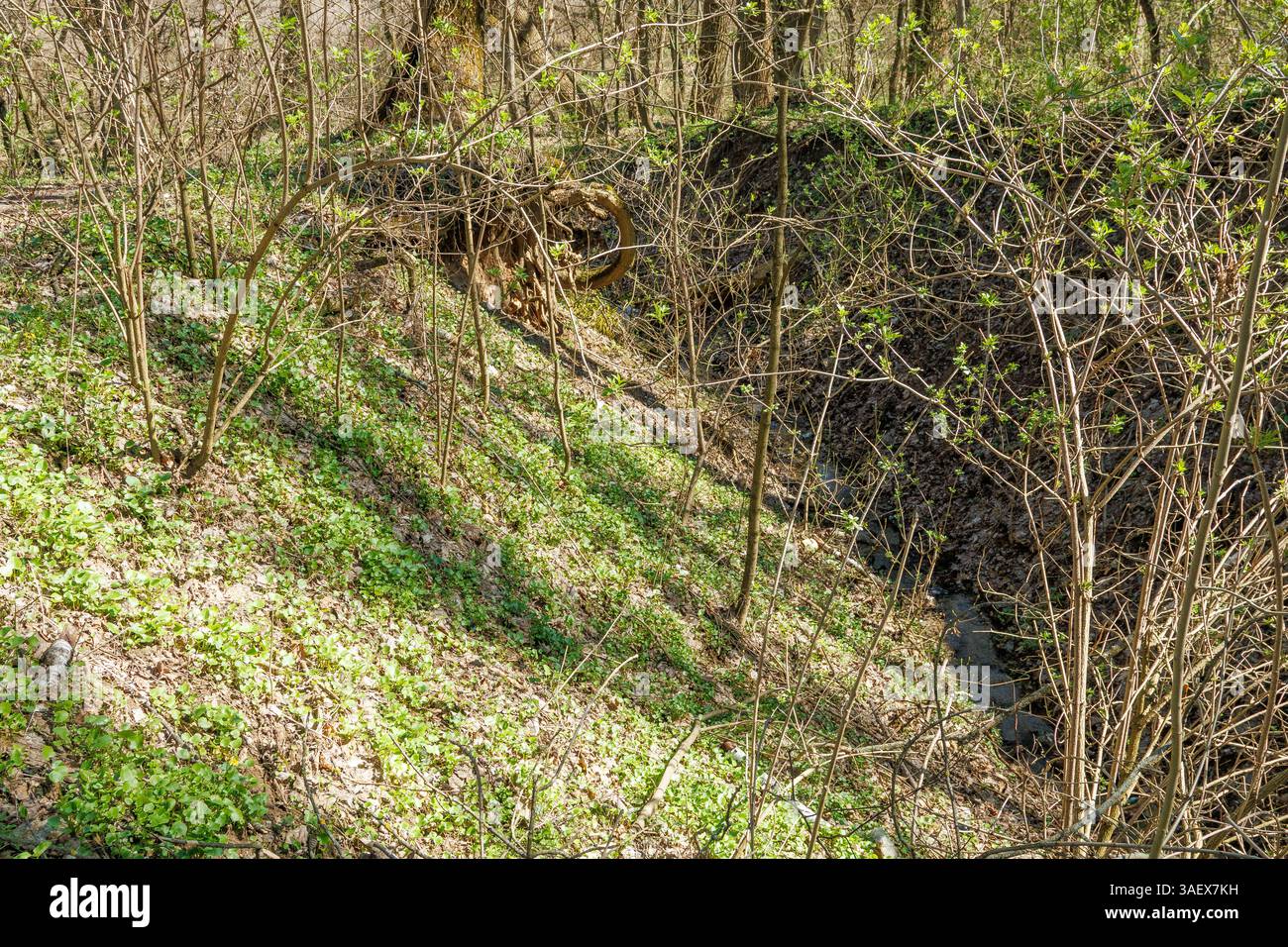 A small stream winds through dense undergrowth and young trees in a ...