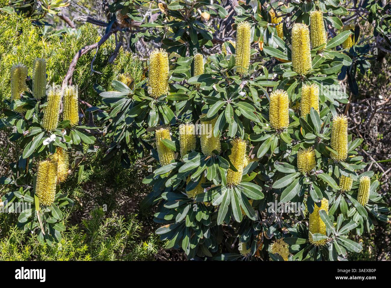 Australian Coast Banksia tree in flower Stock Photo - Alamy
