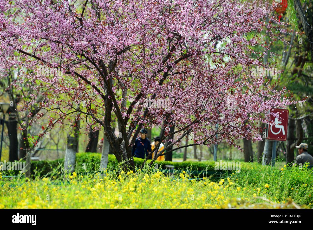 Cherry blossoms at Yuyuantan Park attract tourists in Beijing, China, 3 ...