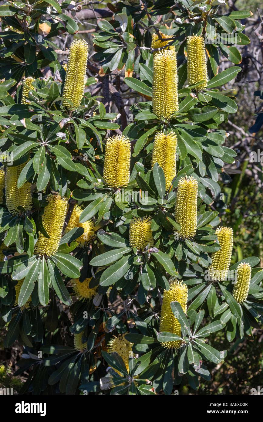 Australian Coast Banksia tree in flower Stock Photo - Alamy