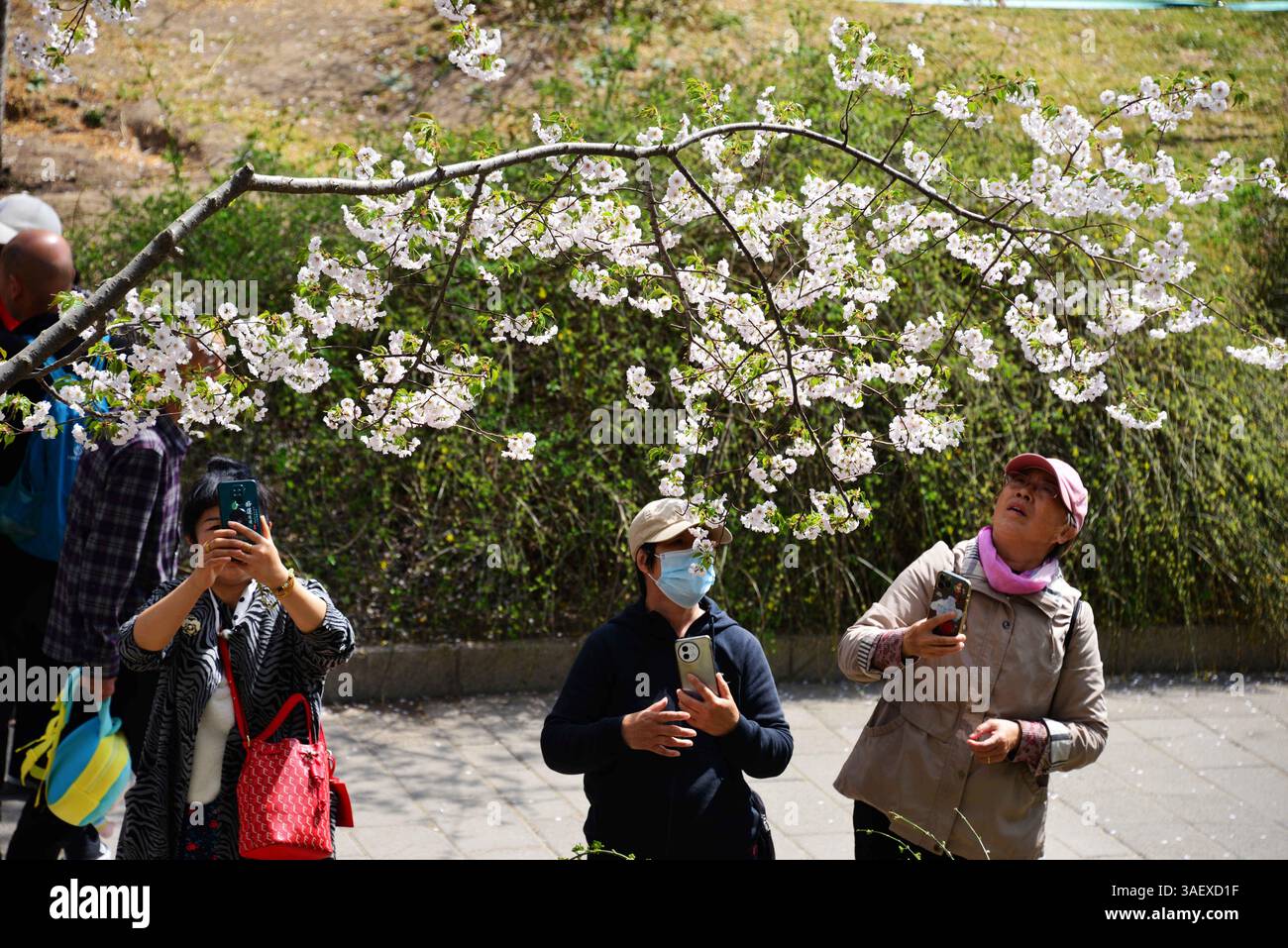 Cherry blossoms at Yuyuantan Park attract tourists in Beijing, China, 3 ...
