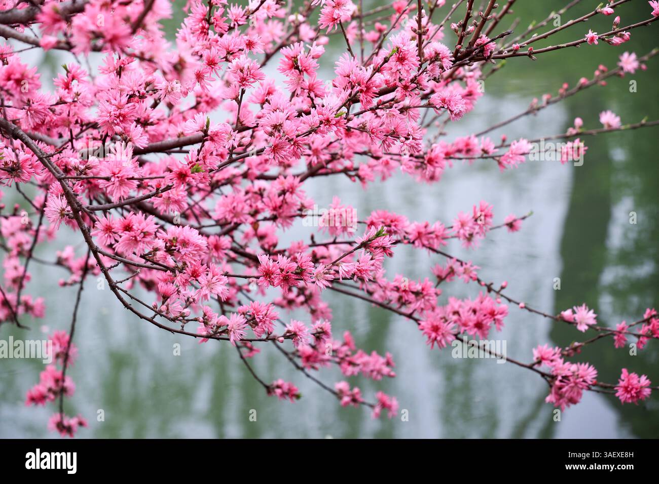 Spring scenery of the Slender West Lake scenic area in Yangzhou City ...