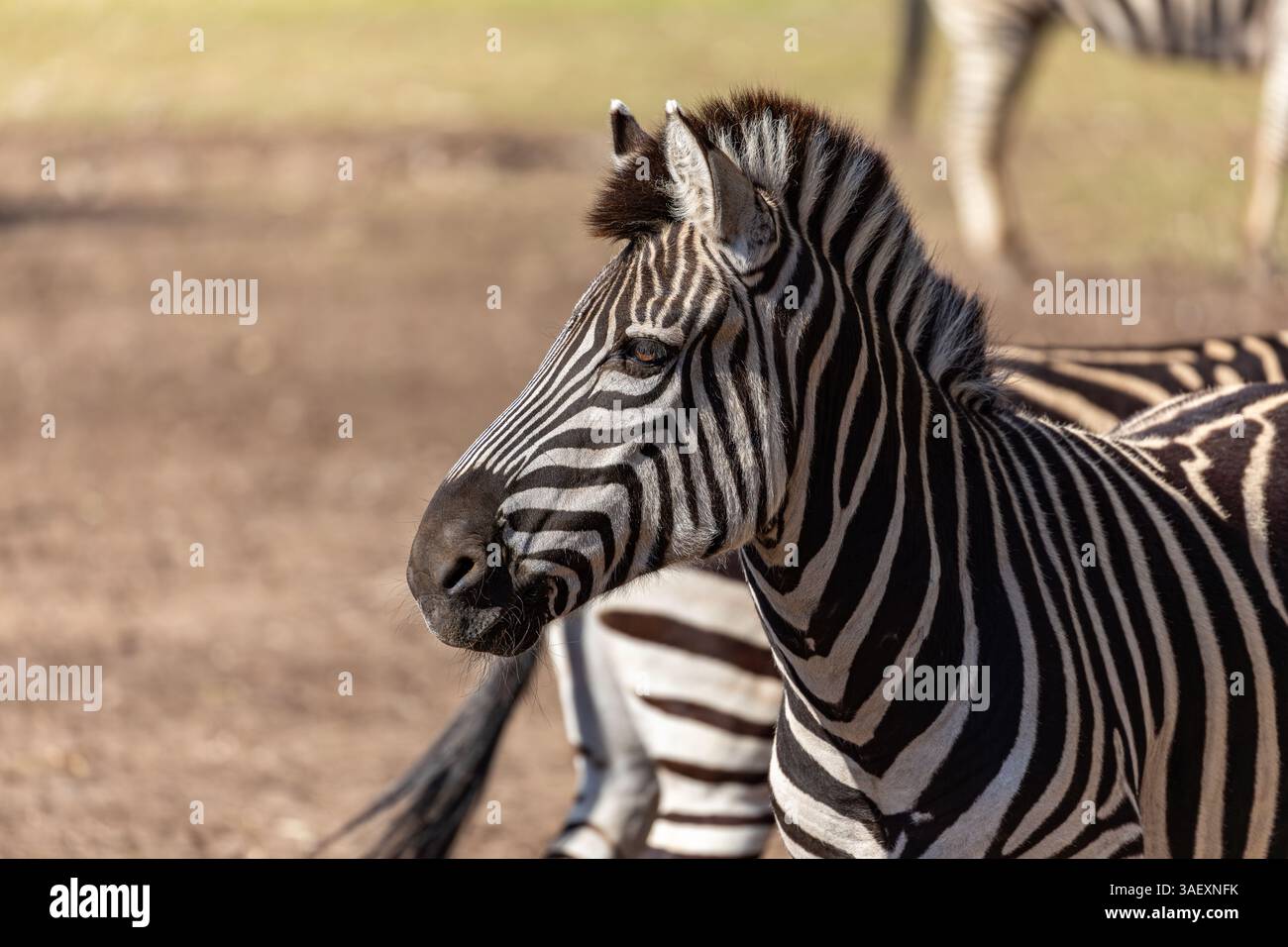 Adult zebra in contemplation and lookout Stock Photo - Alamy