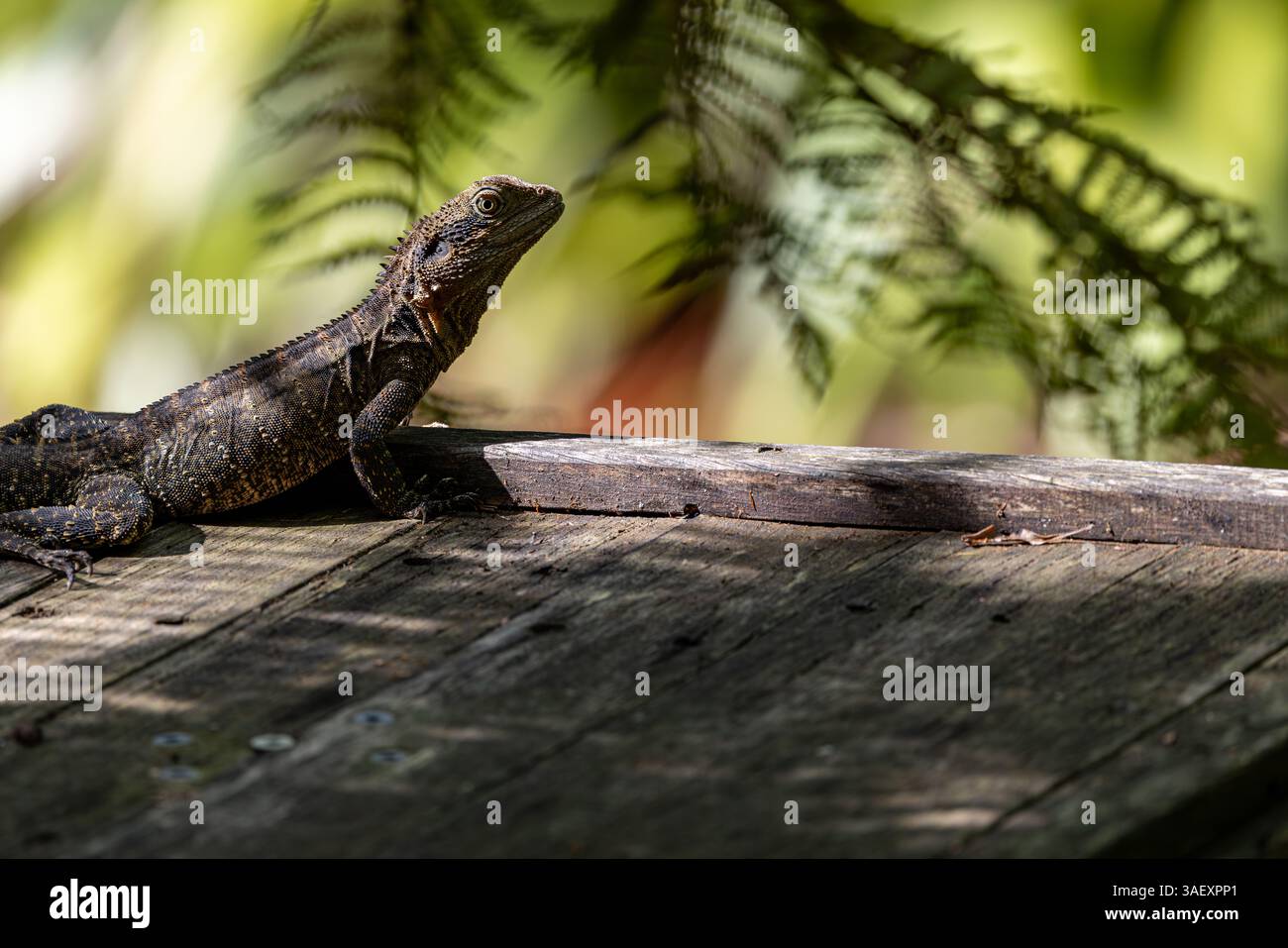 Australia wildlife native reptiles hi-res stock photography and images ...