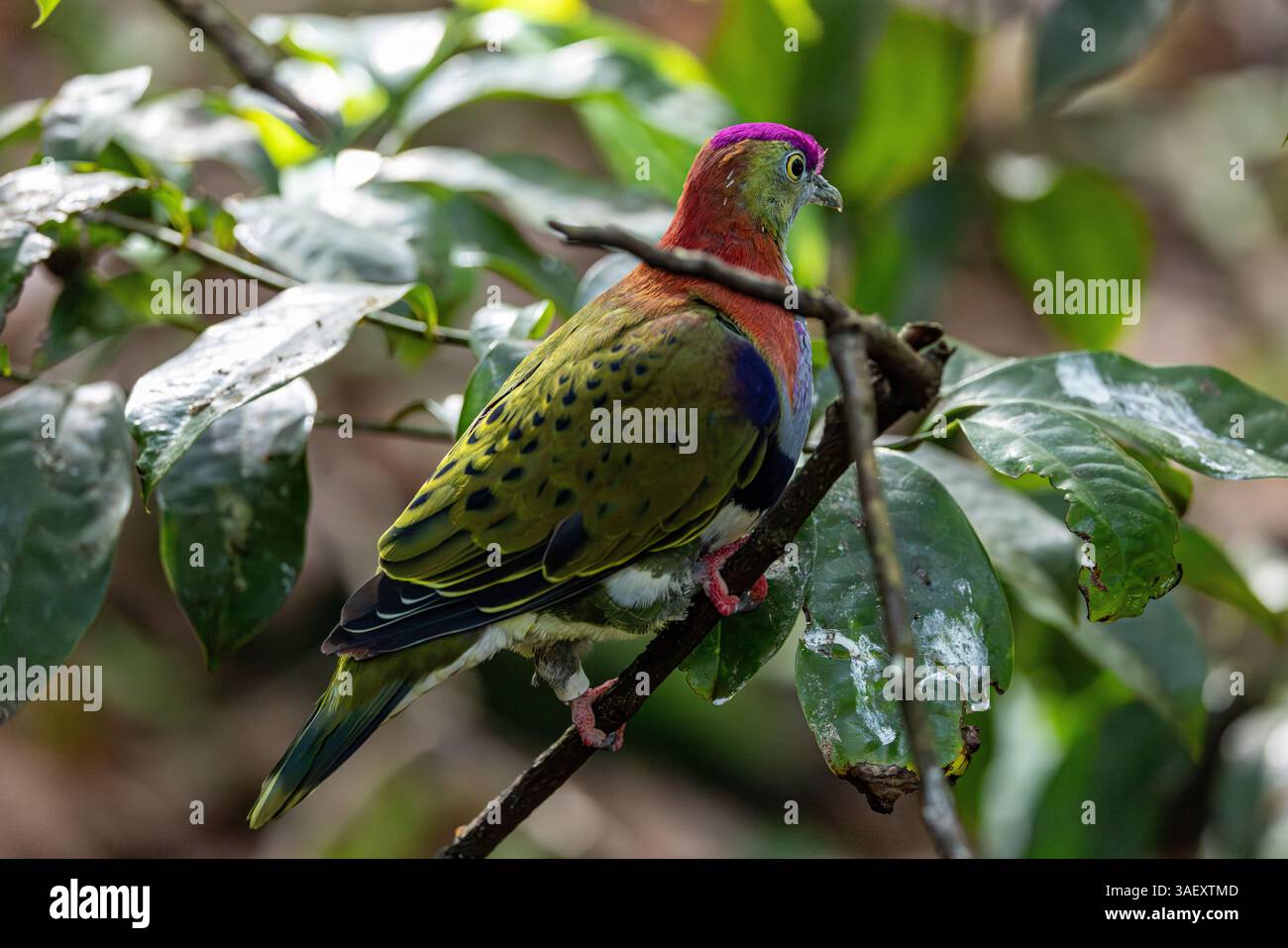 Beautiful adult male superb fruit dove in contemplation Stock Photo - Alamy
