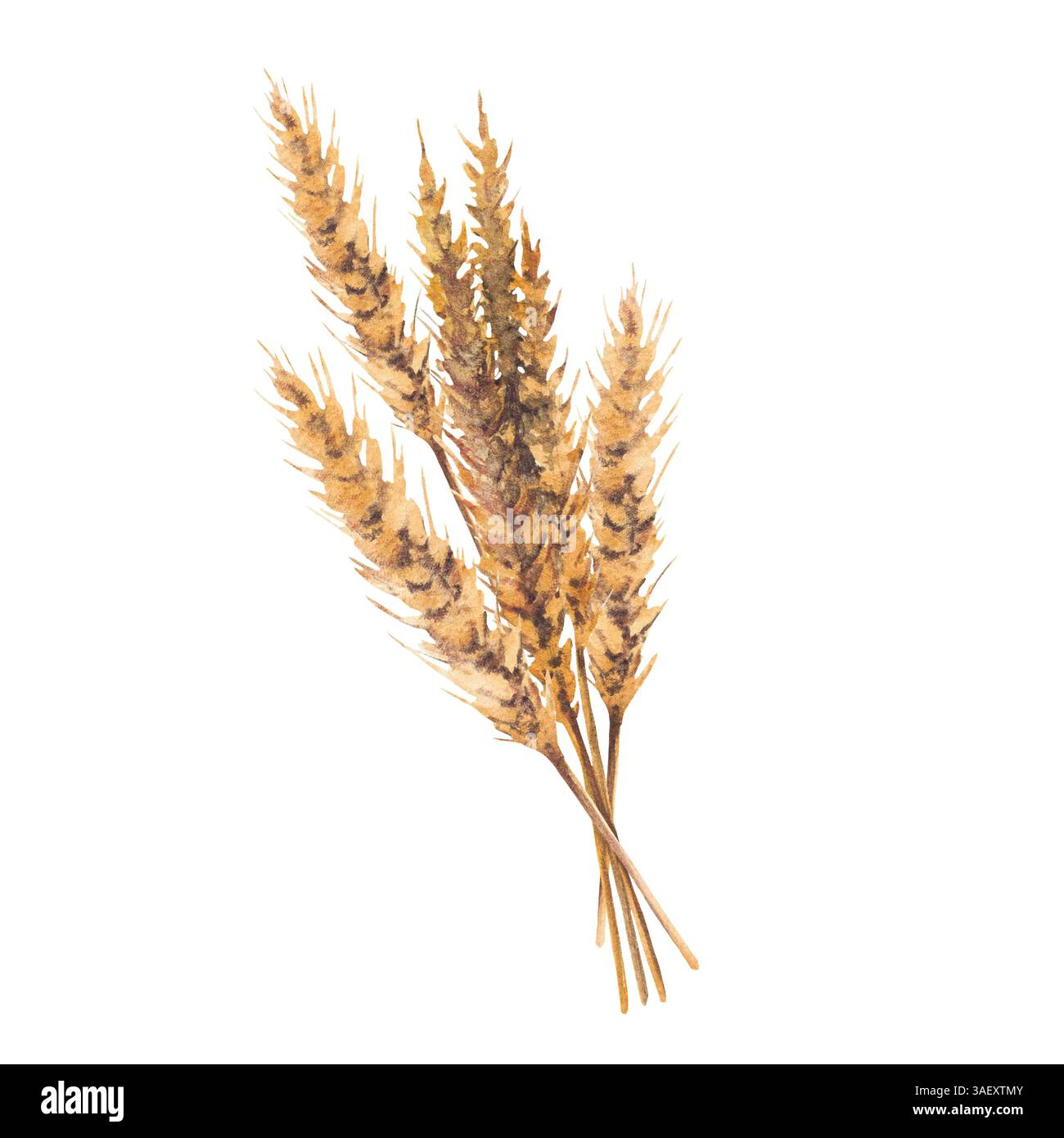Watercolor malt spike bouquet. Barley stalks golden grain ears. Hand ...