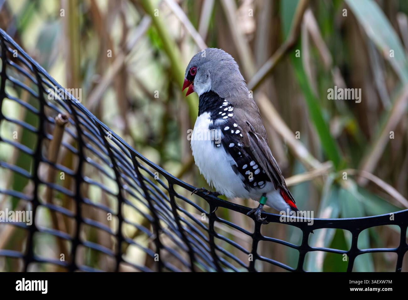 Beautiful firetail finch hi-res stock photography and images - Alamy