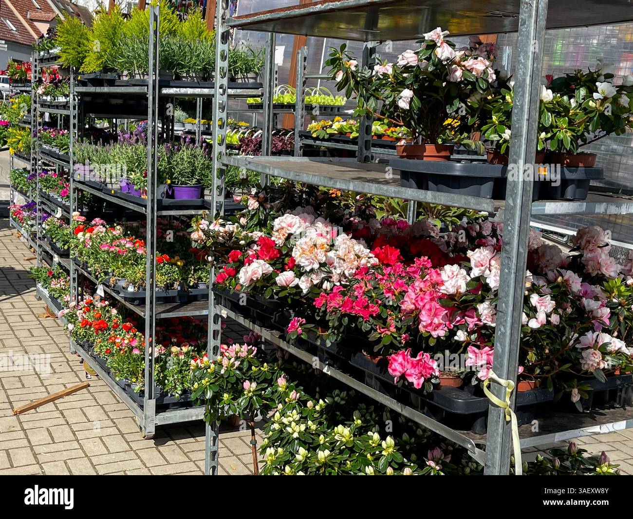 Flowers and plants on shelves for sale for spring planting Stock Photo ...